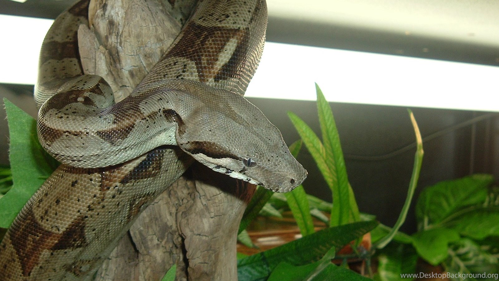 Fonds D'écran Boa : Tous Les Wallpapers Boa Desktop Background