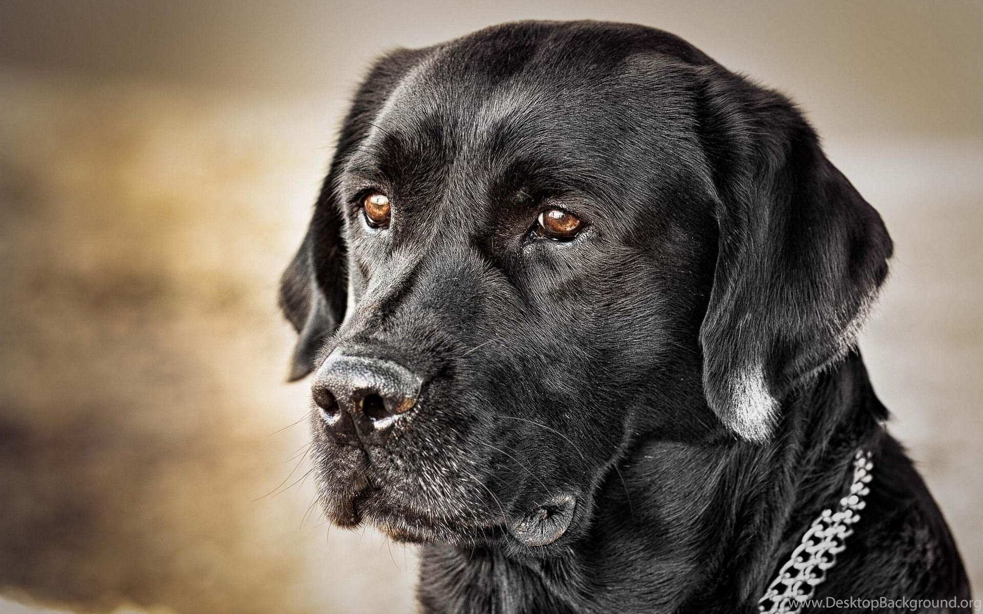 Black Lab Wallpapers Desktop Background