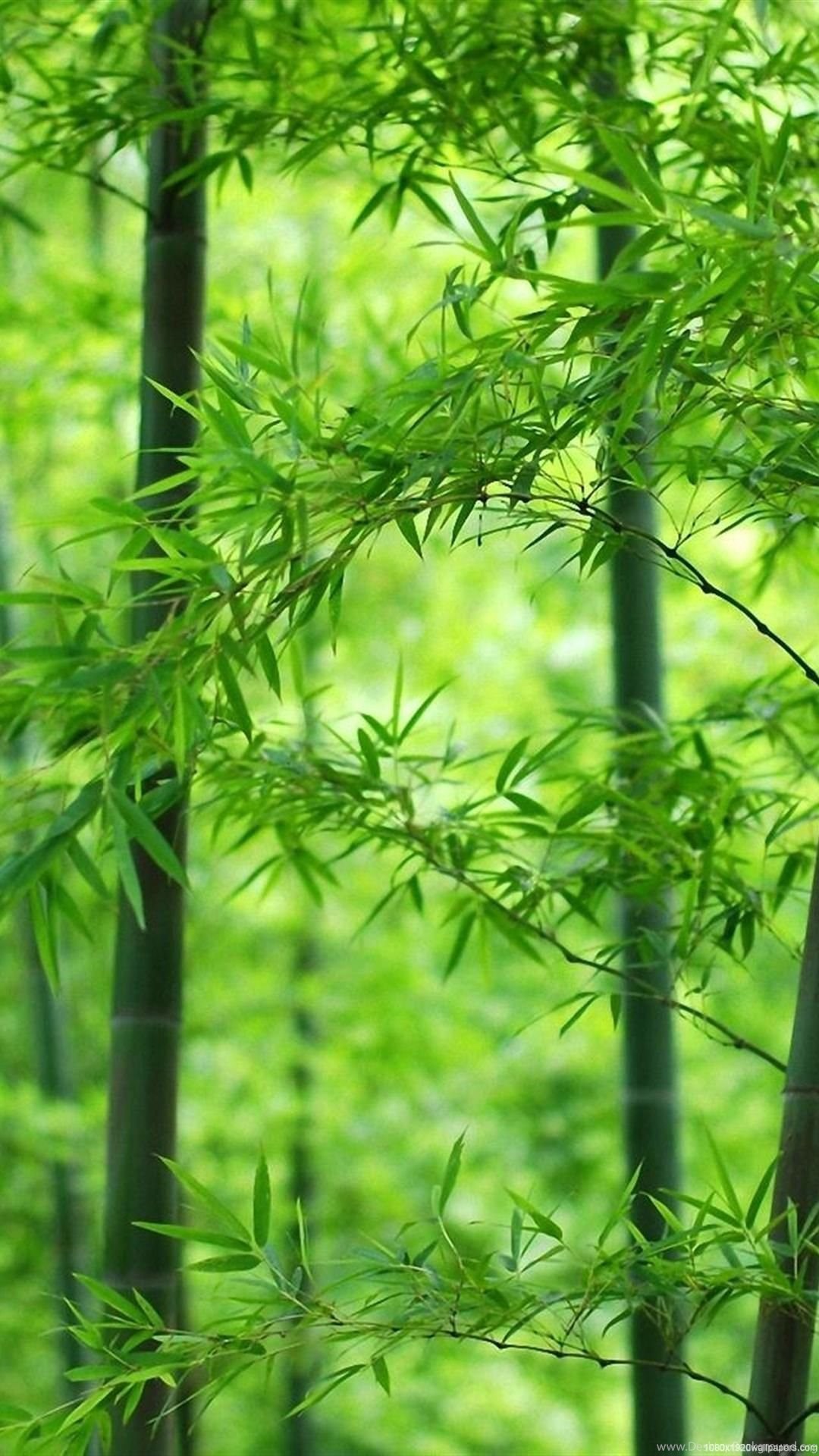 1080x1920 Plant Nature Wallpapers Hd Desktop Background